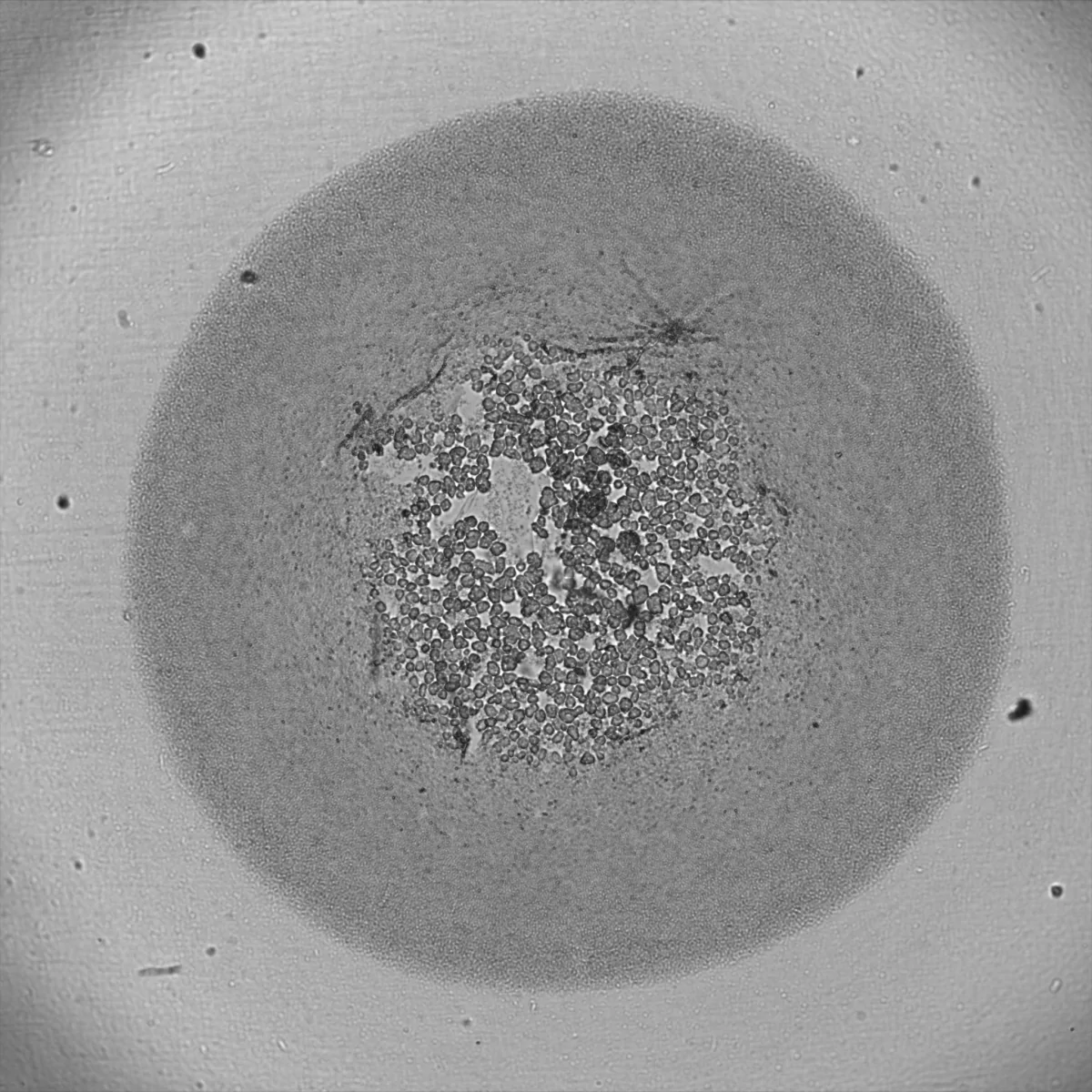 Primary Hepatocyte Isolation Without Enzymes | TissueGrinder